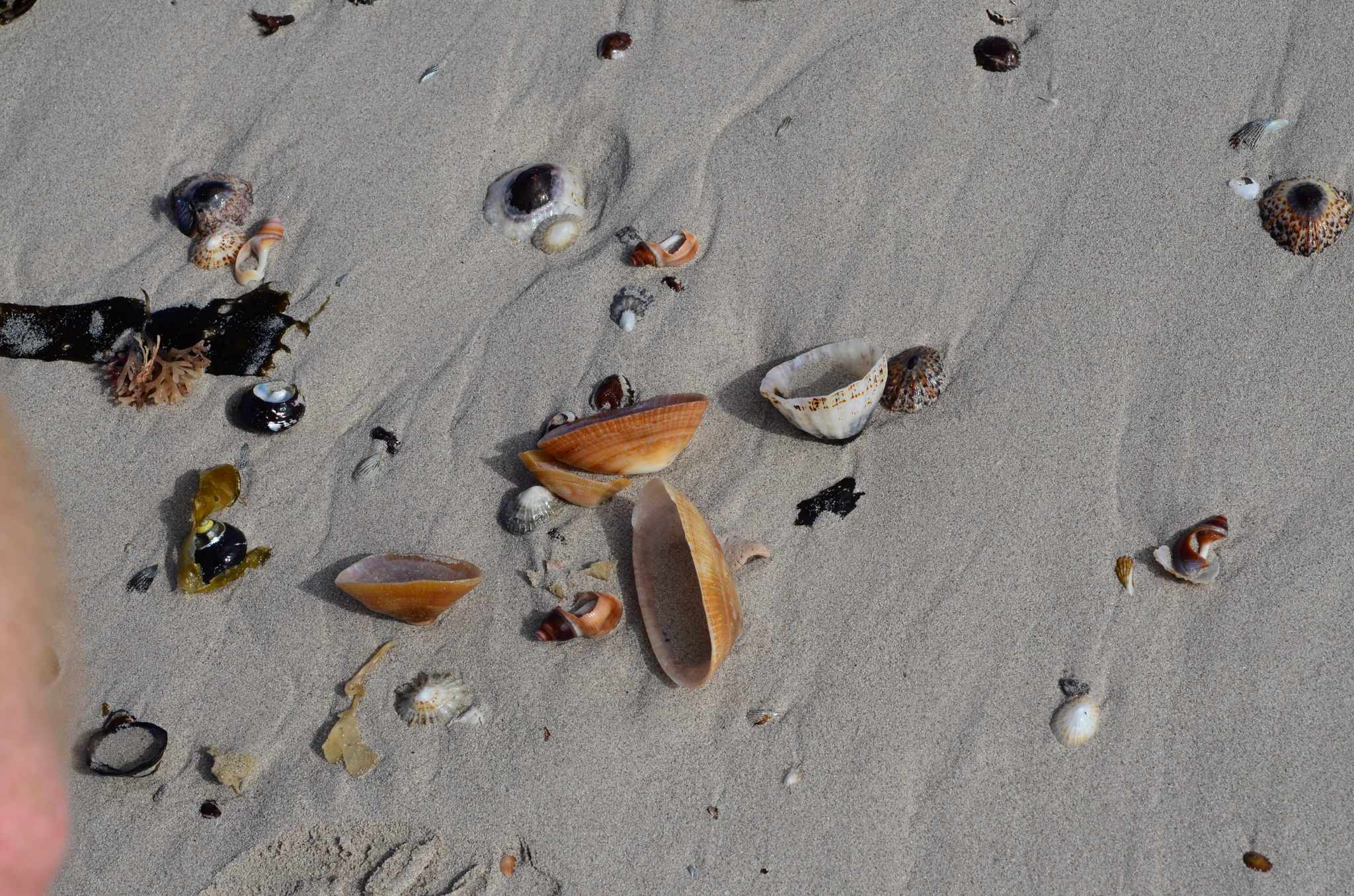 Cymbula compressa (Linnaeus, 1758)