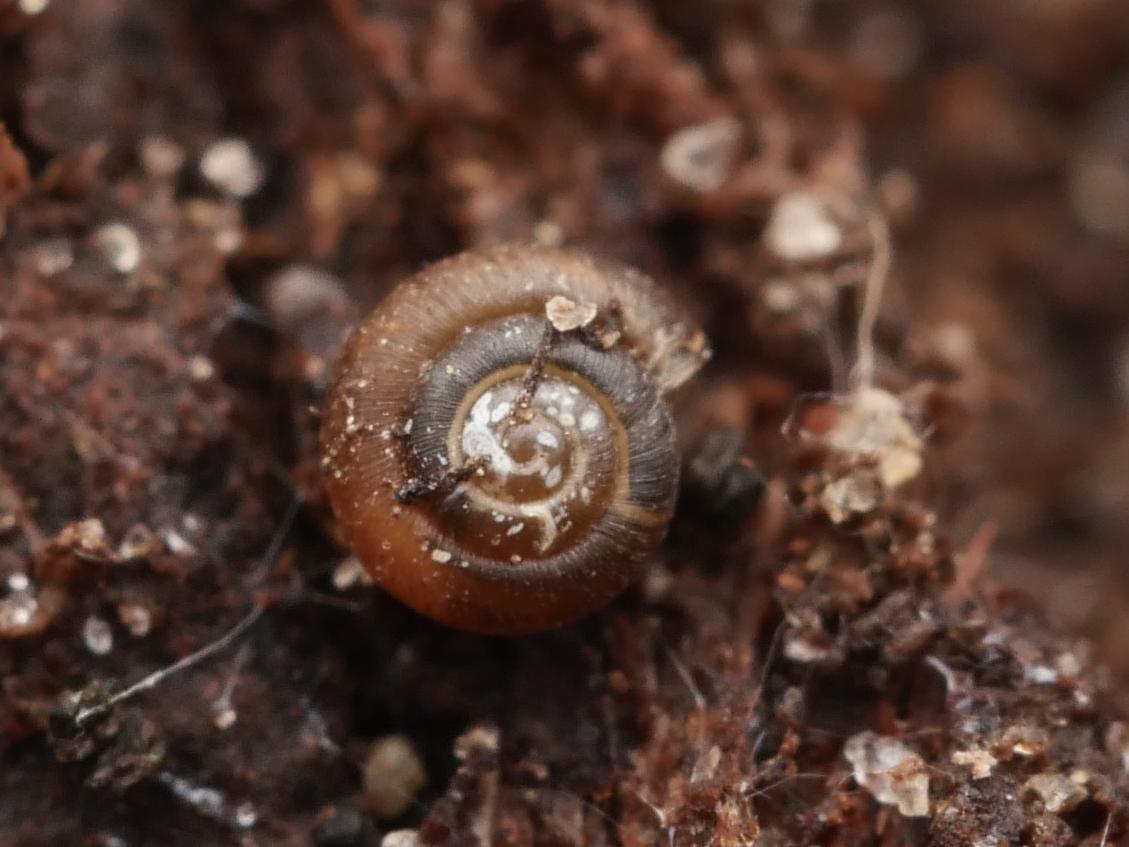 Punctum pygmaeum (Draparnaud, 1801)