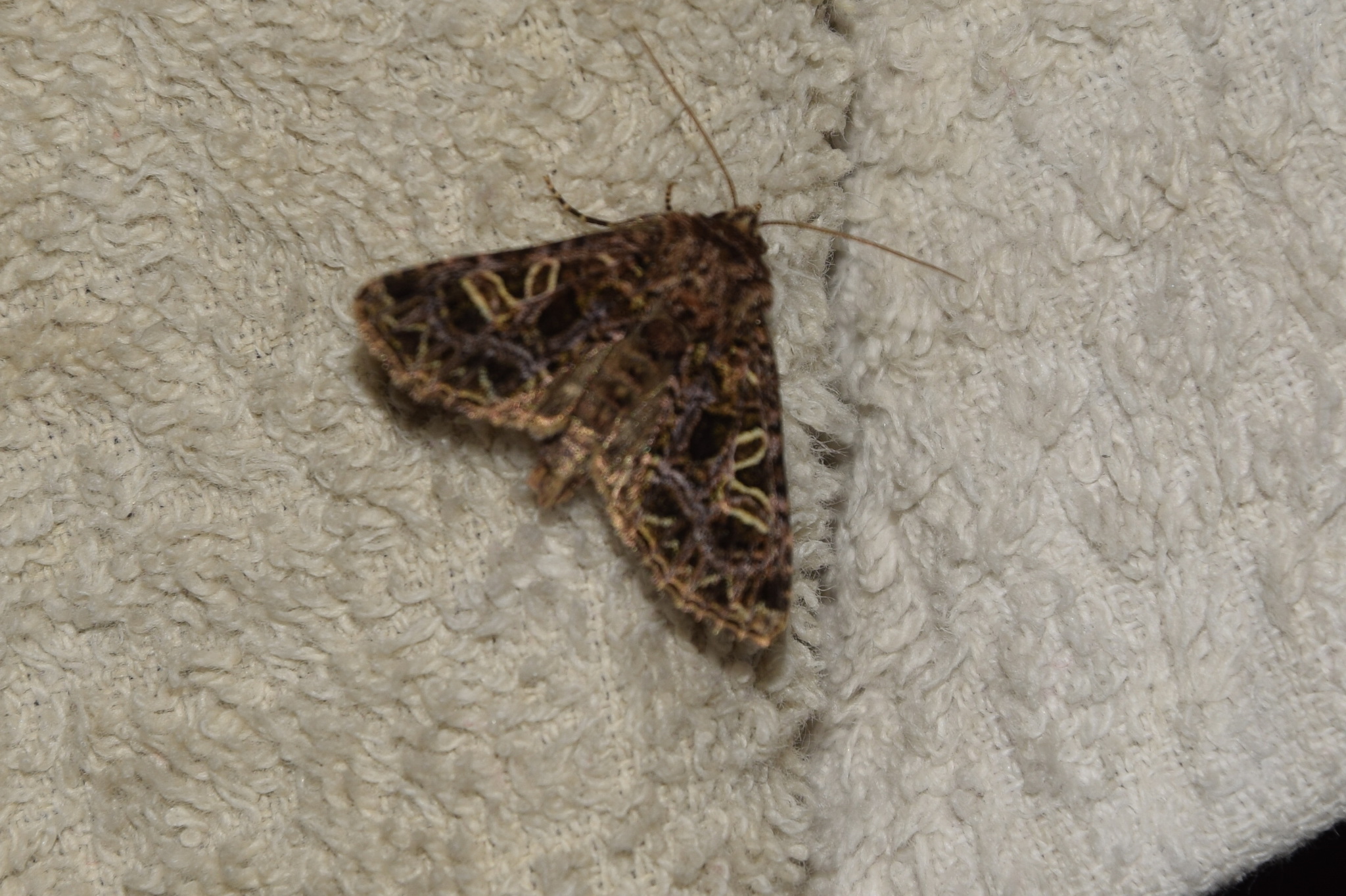 Sideridis rivularis Fabricius, 1775