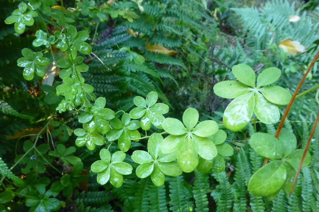Chilean Flame Creeper from Lake Coleridge, Canterbury, New Zealand on ...