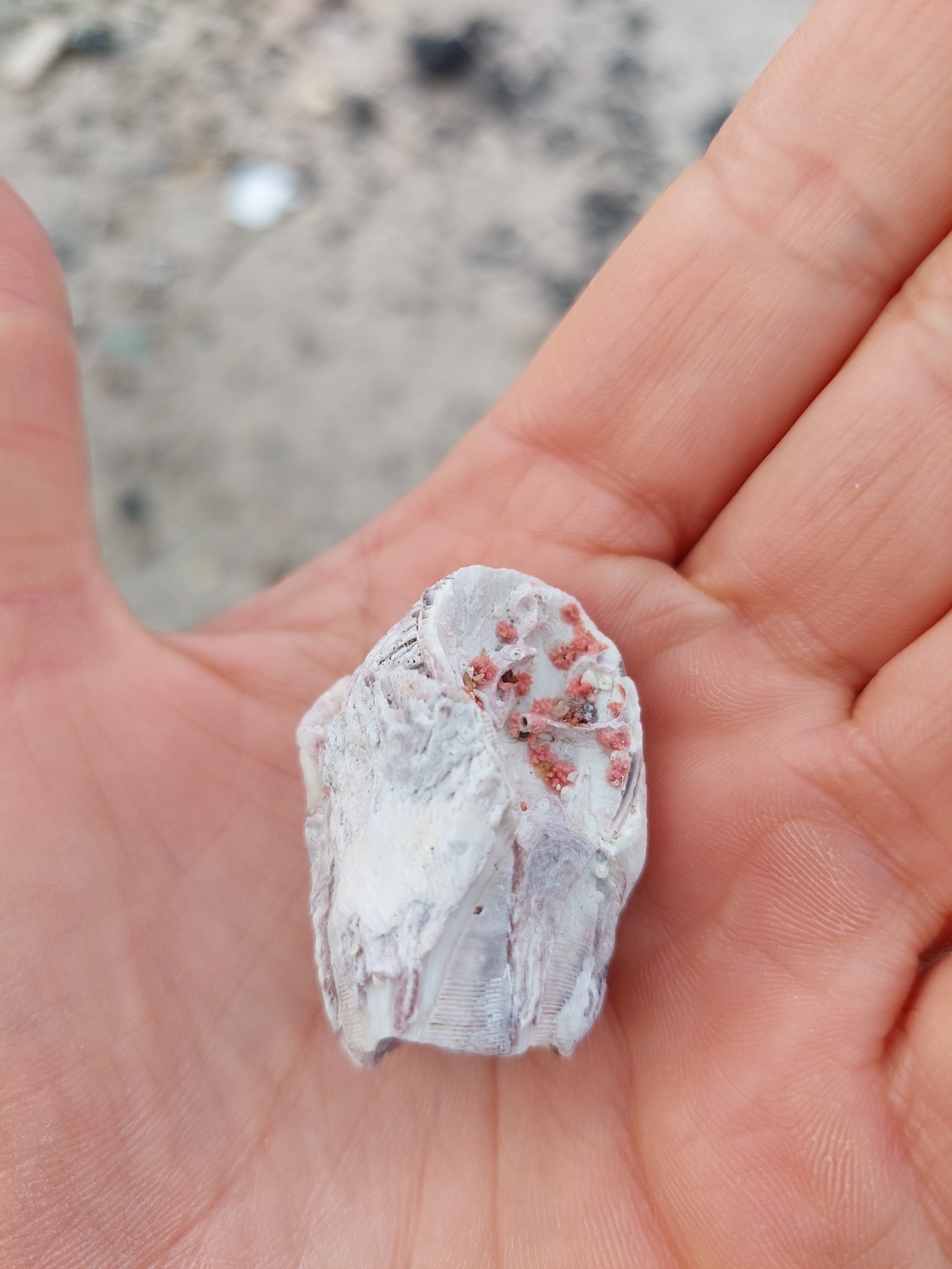 Megabalanus azoricus (Pilsbry, 1916)