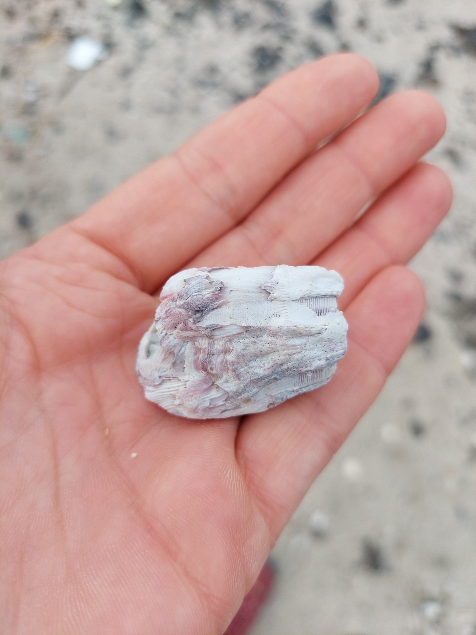 Megabalanus azoricus (Pilsbry, 1916)