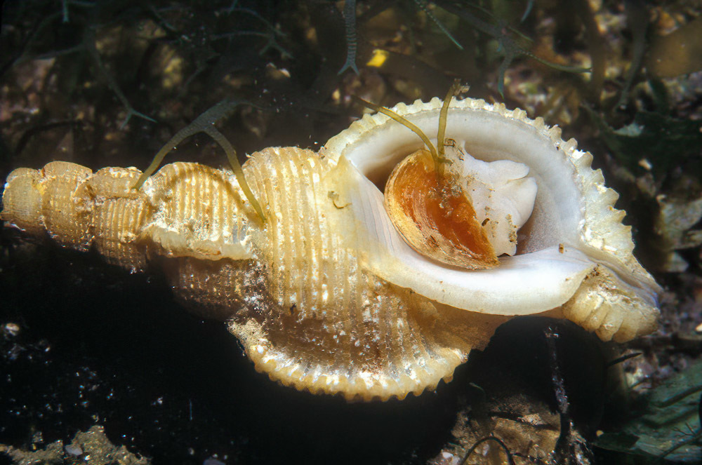 Phyllocoma convoluta from Enewetak Atoll, RMI on September 11, 1983 by ...