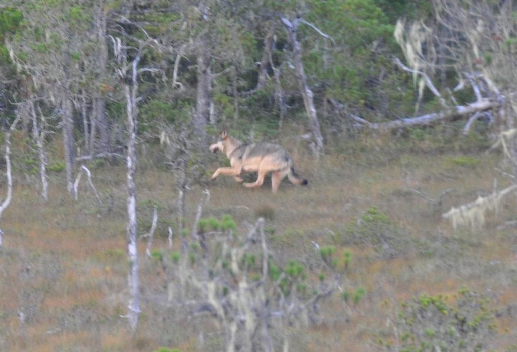Coastal Wolf (Canis lupus crassodon) - Know Your Mammals