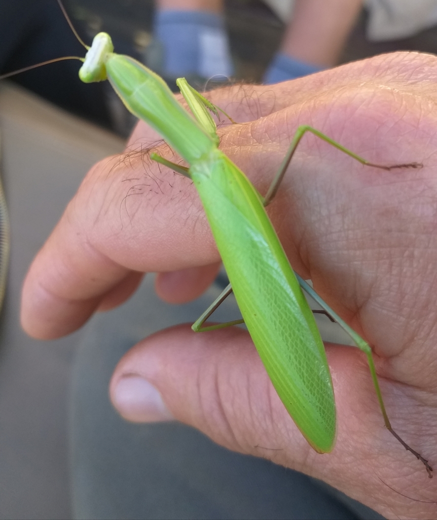 Paramantis sacra from Mossel Bay Local Municipality, South Africa on ...