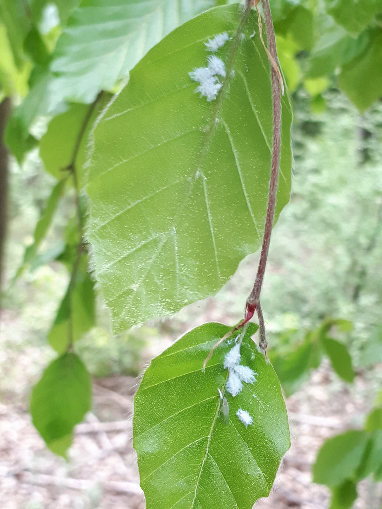 Phyllaphis fagi (Linnaeus, 1761)