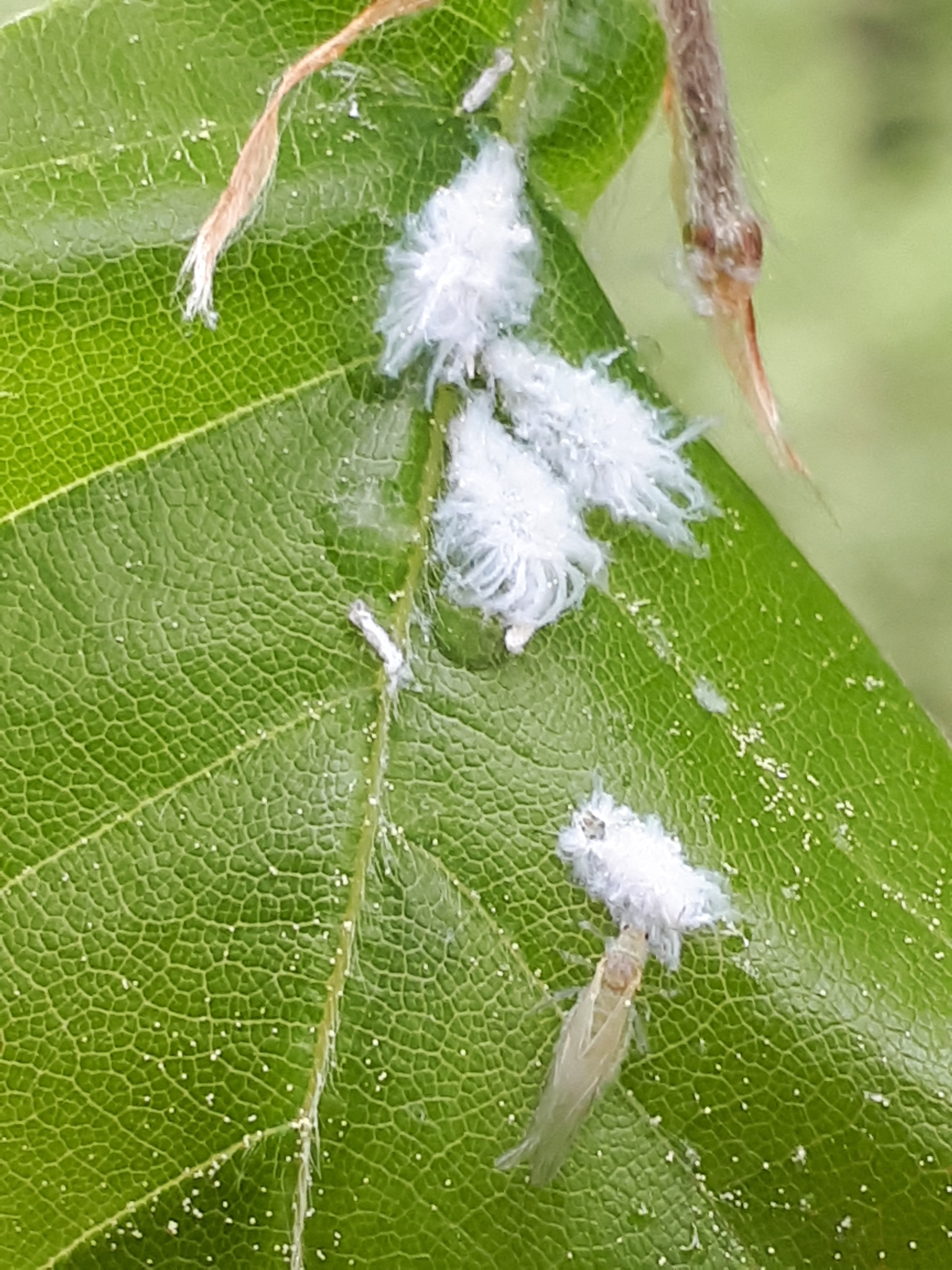 Phyllaphis fagi (Linnaeus, 1761)