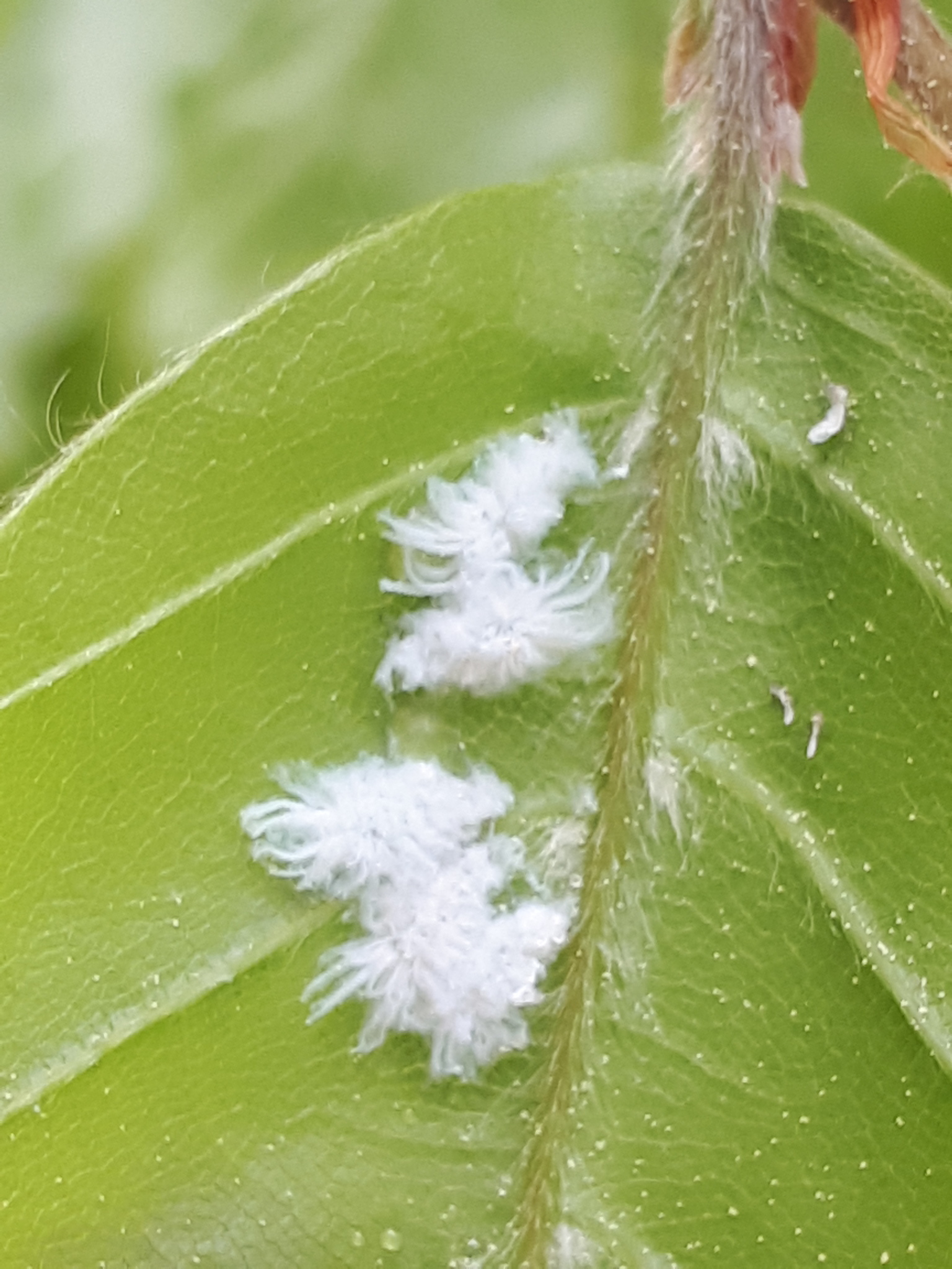 Phyllaphis fagi (Linnaeus, 1761)