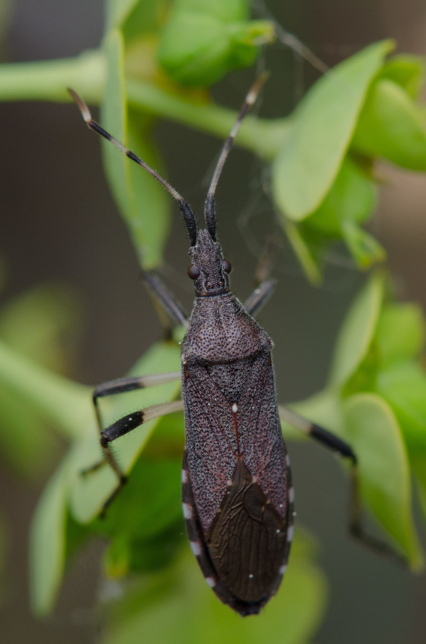 Dicranocephalus albipes (Fabricius, 1781)