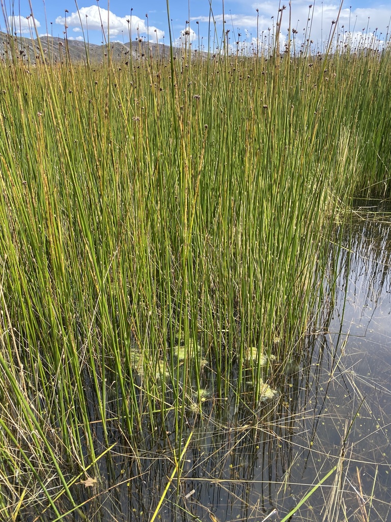 California bulrush from Lago Menor, Departamento de La Paz, BO on May 1 ...