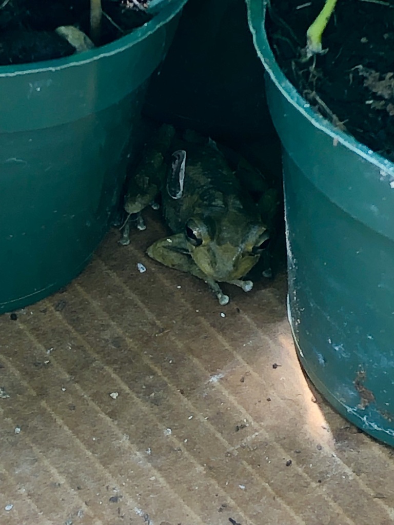 Cuban Tree Frog from Rue Prospect, Sherbrooke, QC, CA on May 03, 2022 ...