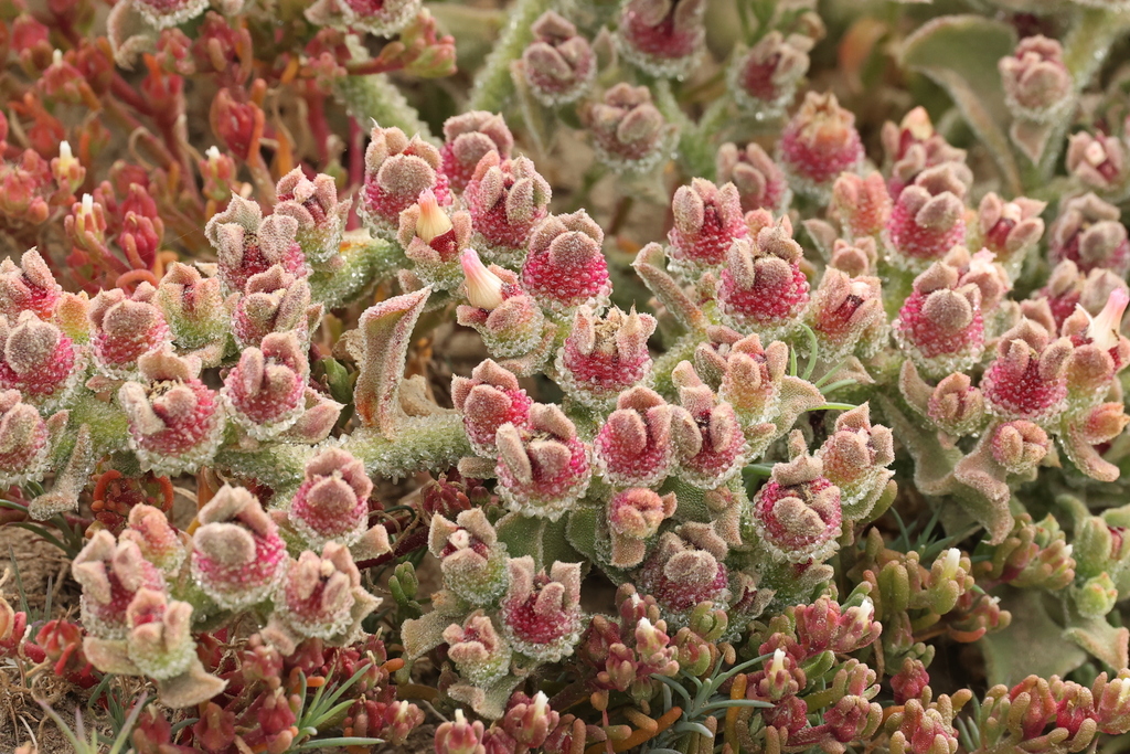 Crystalline ice plant from Mission Bay, San Diego, CA, USA on May 02 ...