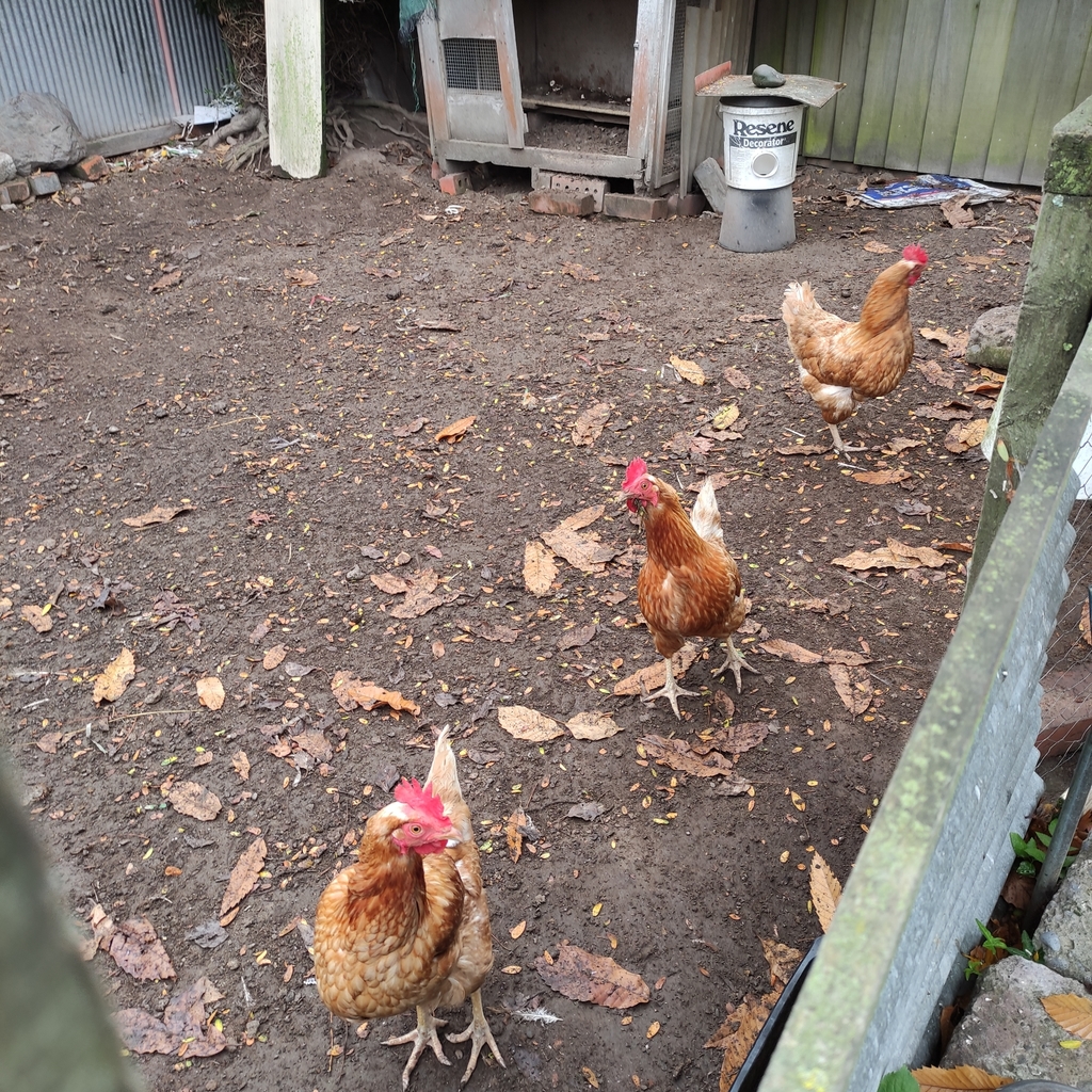 Domestic Chicken from Christchurch including Banks Peninsula, NZ-CA, NZ ...