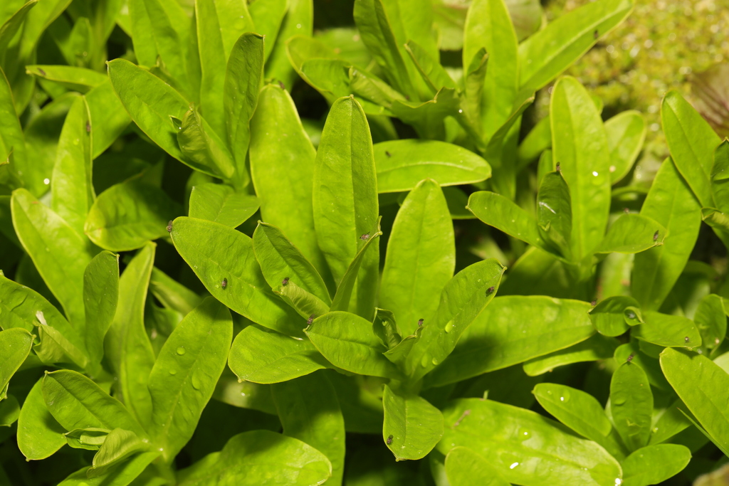 water forget-me-not from 8 Millcroft Road, Woolton, Liverpool ...