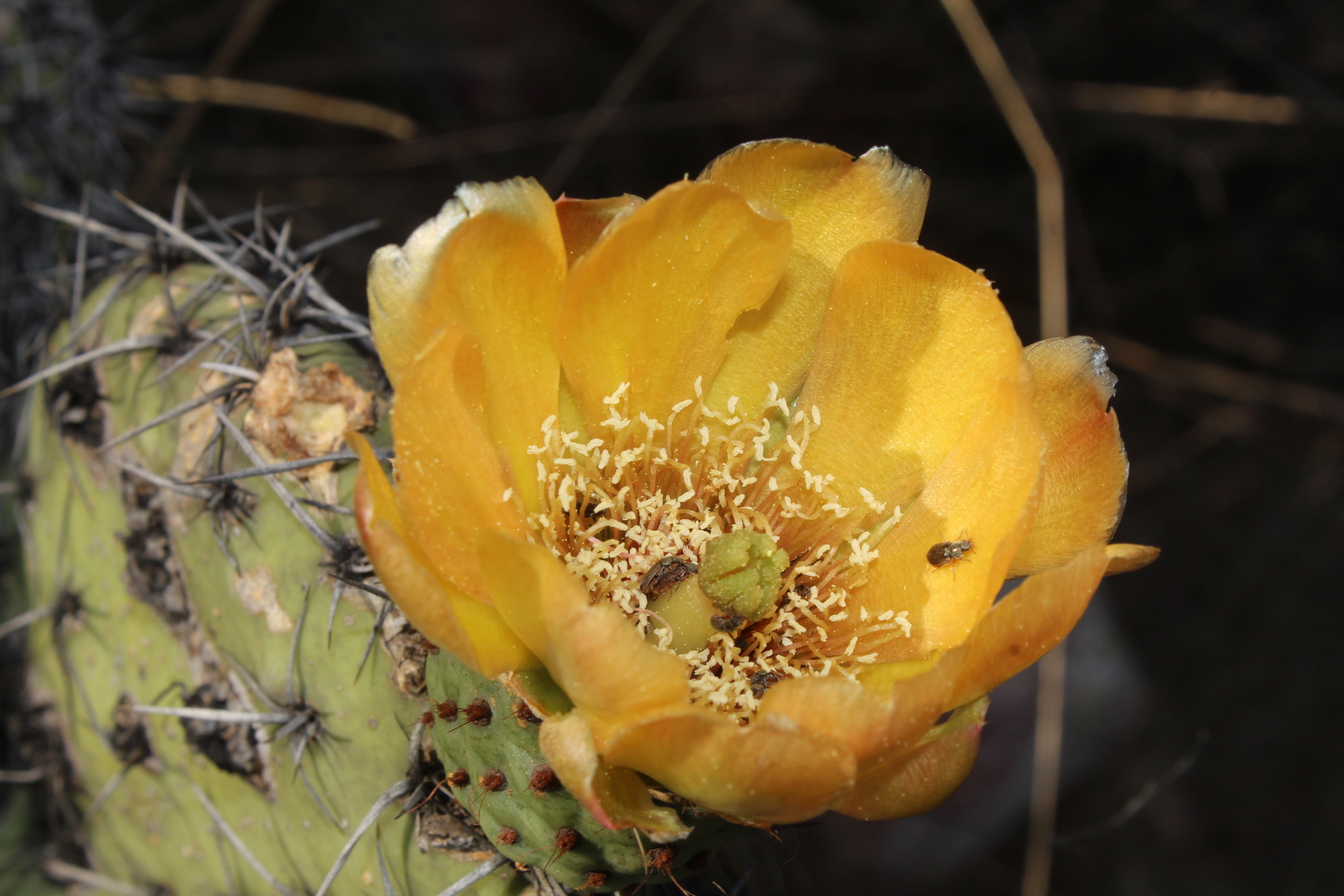 Opuntia streptacantha Lem.