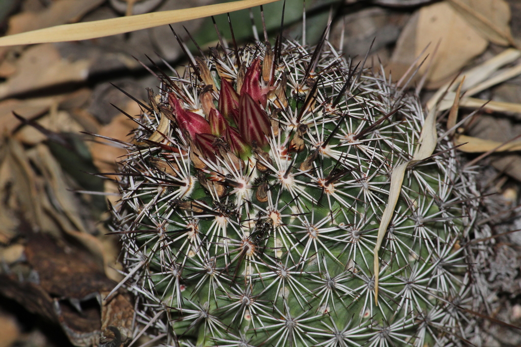 Coryphantha clavata in April 2022 by Pedro Nájera Quezada · iNaturalist