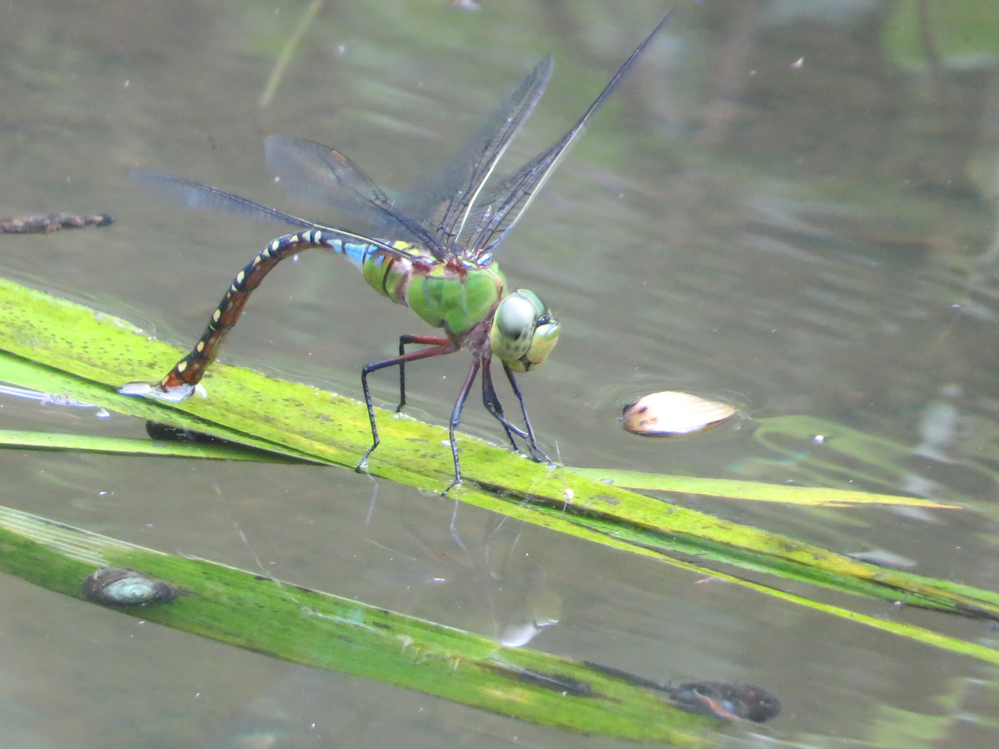 Anax panybeus Hagen, 1867