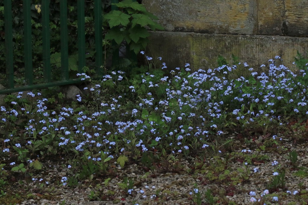 Wood Forget-me-not from Alkrington Woods and Rhodes Lodges, Greater ...