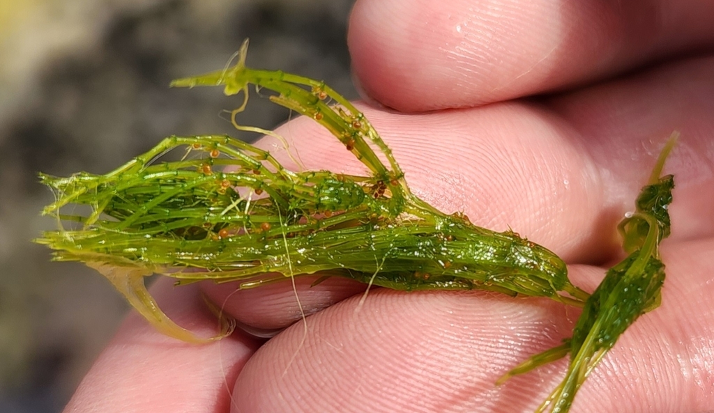 muskgrass from Tecomán, MX-CL, MX on April 22, 2022 at 10:20 AM by ...