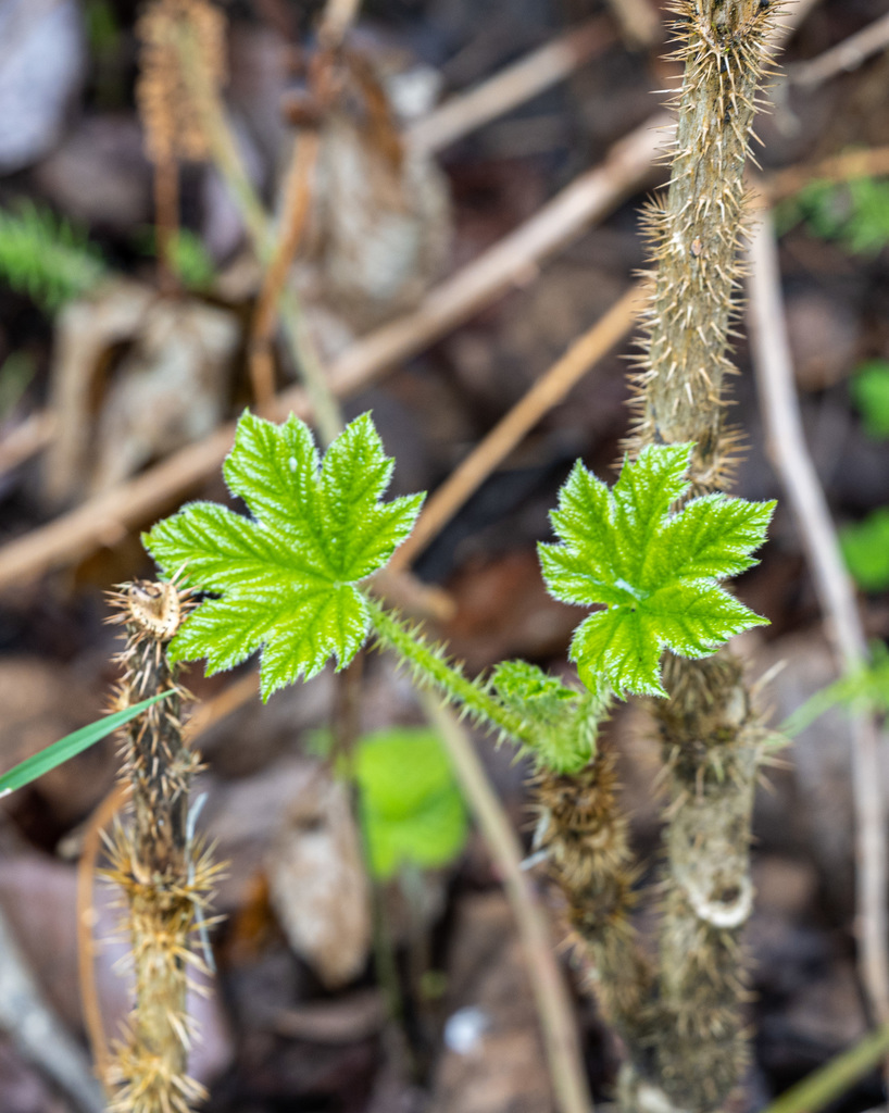 Devil's Club from Greater Vancouver, British Columbia, Canada on May 02 ...
