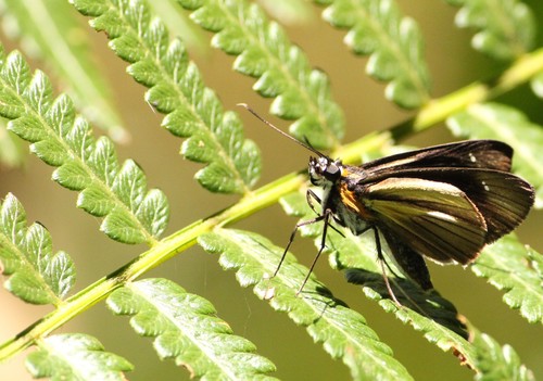 Vettius prona · iNaturalist