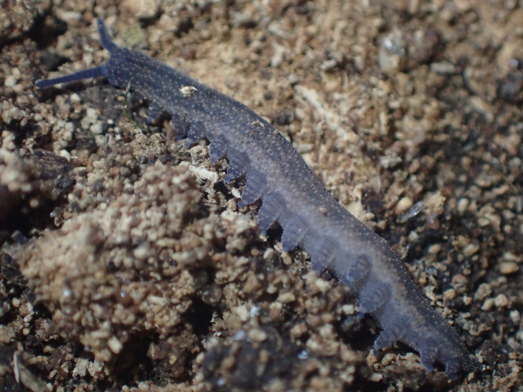 Dunedin peripatus from Dunedin North, Dunedin, New Zealand on April 23 ...