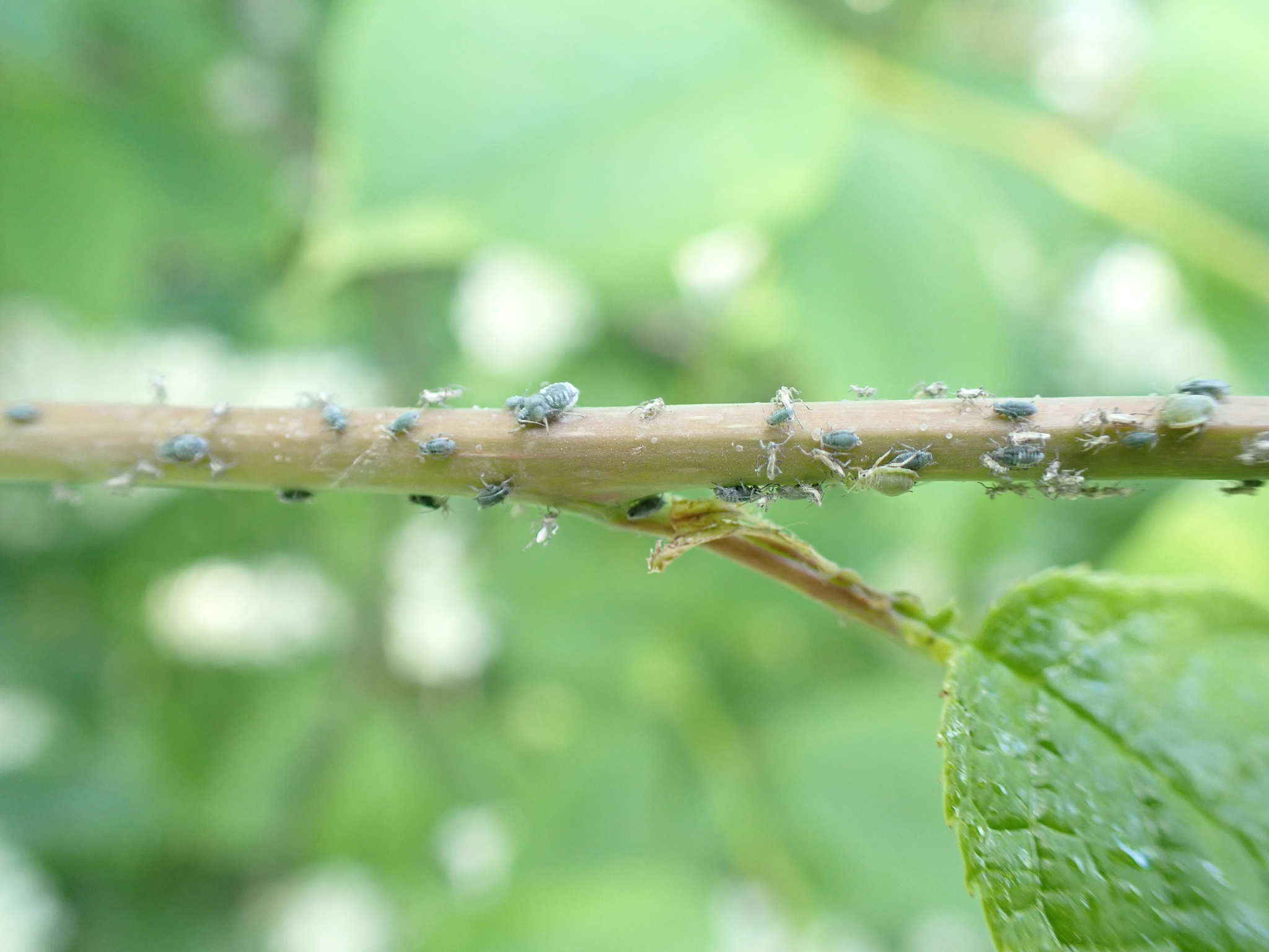 Rhopalosiphum padi (Linnaeus, 1758)