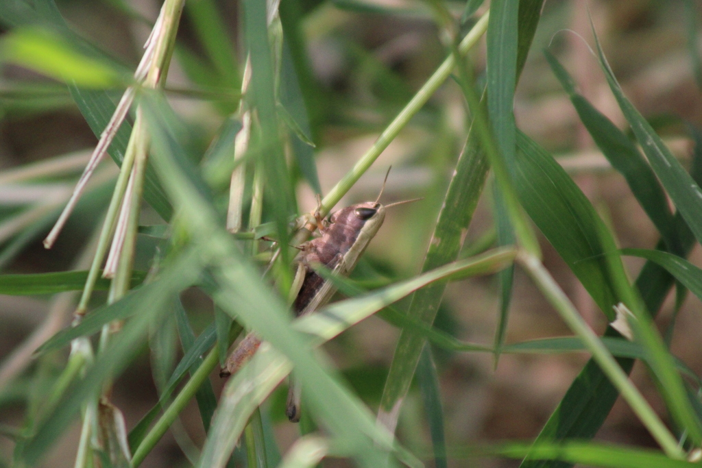 Brown Winter Grasshopper from Santa Rosa, 62747 Cuautla, Mor., México ...