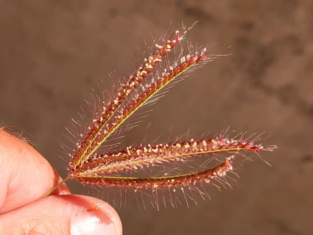 Finger Grass from Tecomán, MX-CL, MX on April 24, 2022 at 11:46 AM by ...