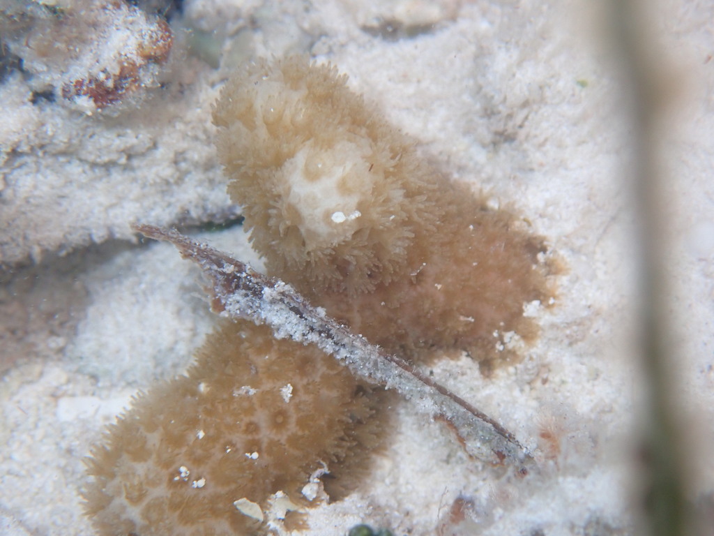 Finger Coral from Key West, FL 33040, USA on April 29, 2022 at 03:09 PM ...