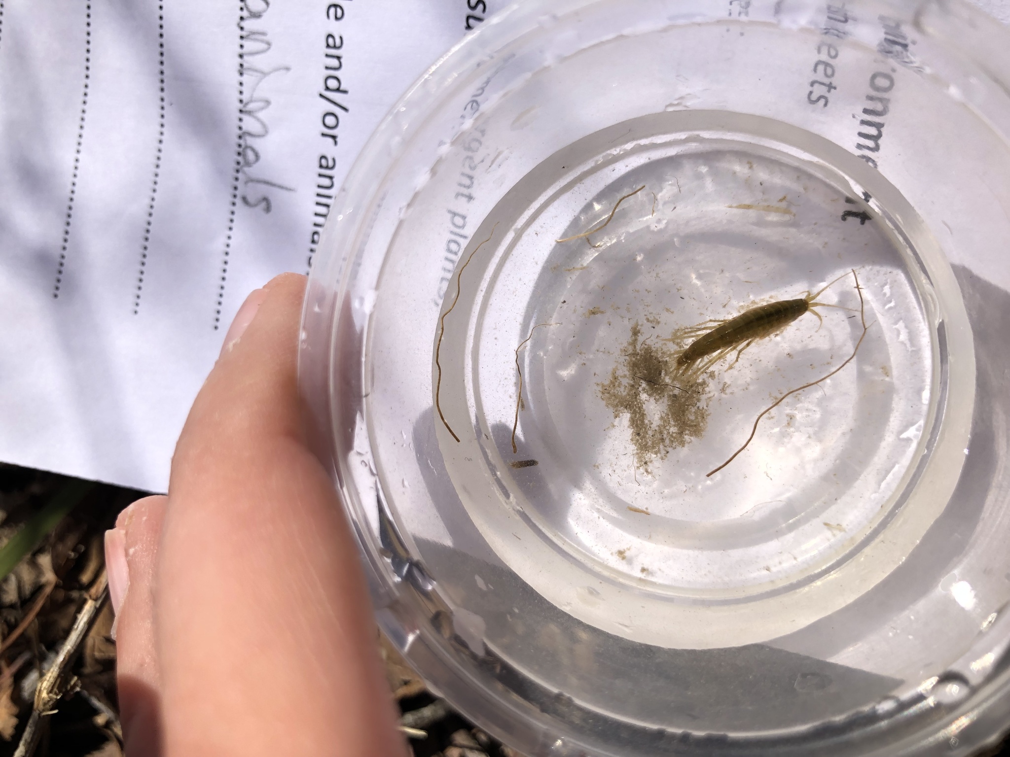 Gammarus lacustris G.O.Sars, 1863