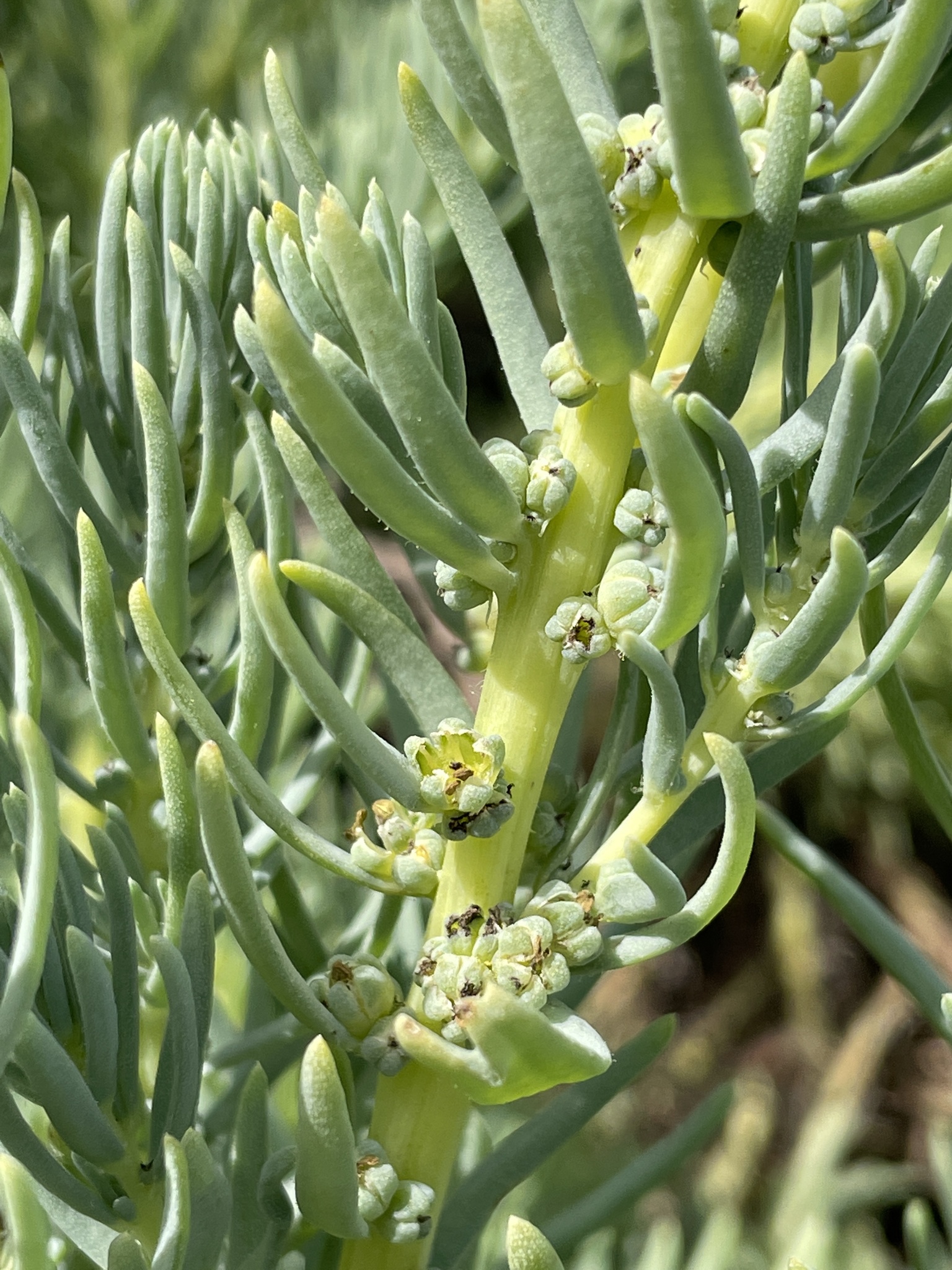Suaeda californica S.Watson