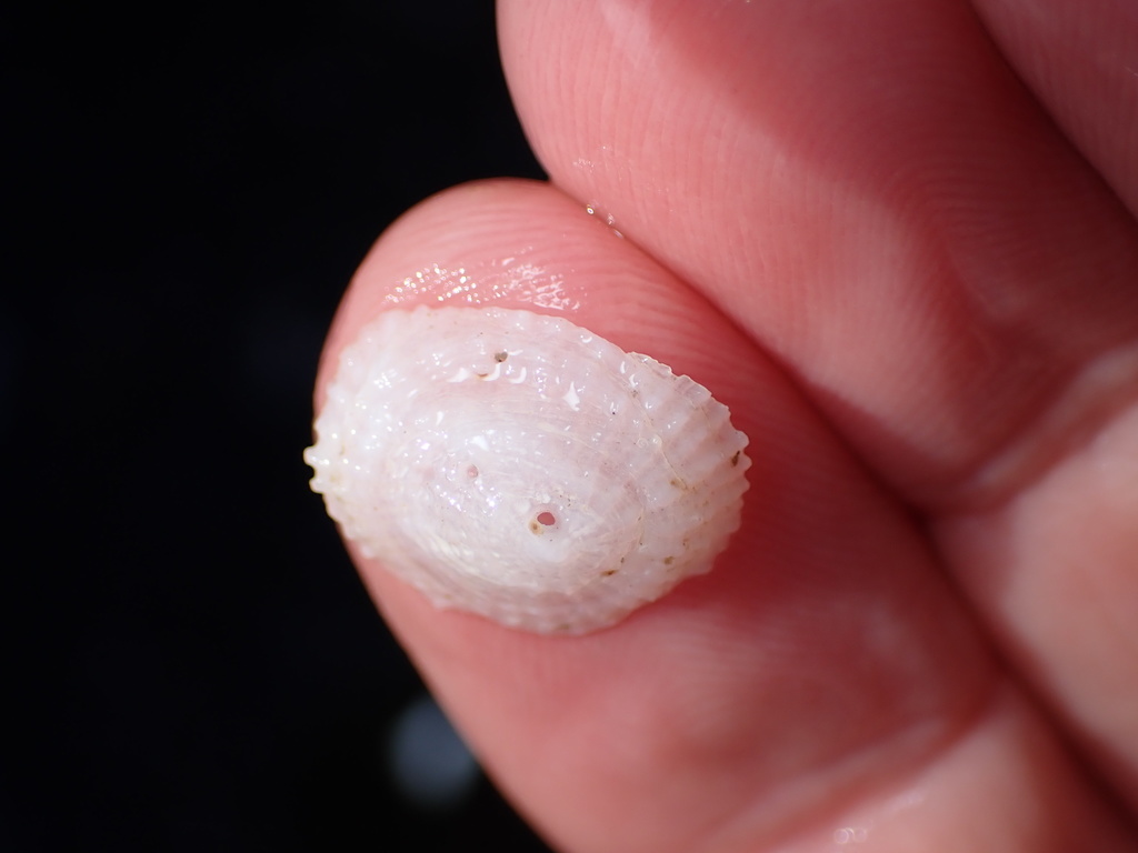 Trimusculus conicus from Te Awaiti, New Zealand on May 01, 2022 at 01: ...