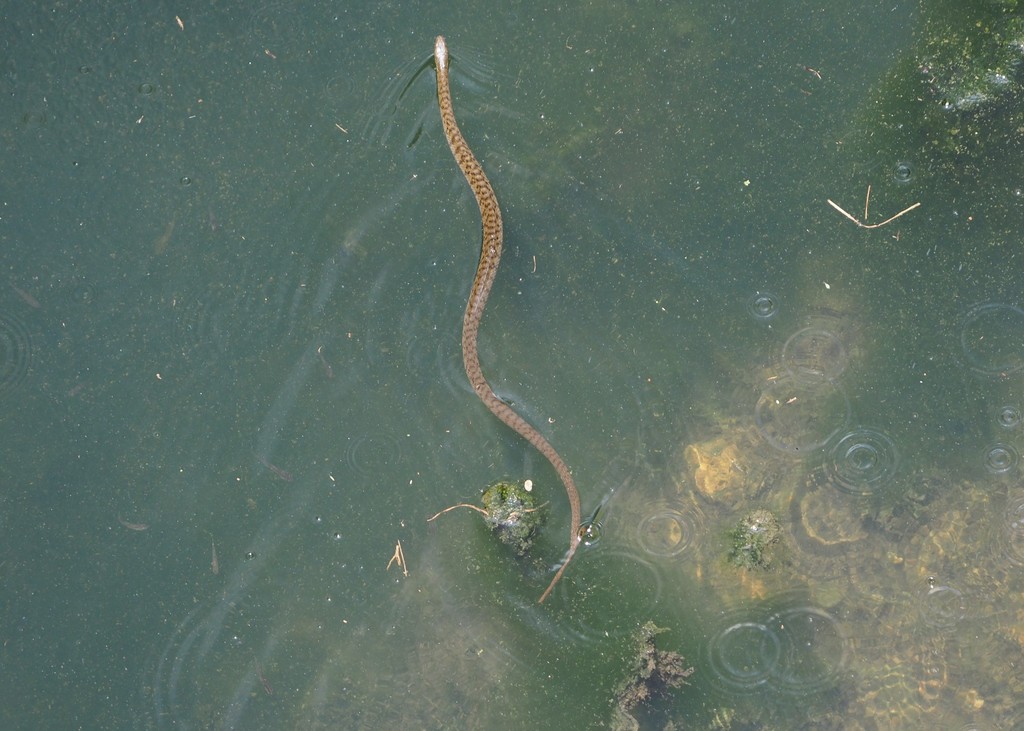 Eastern Water Snake (Trimerodytes percarinatus suriki) - Snakes and Lizards