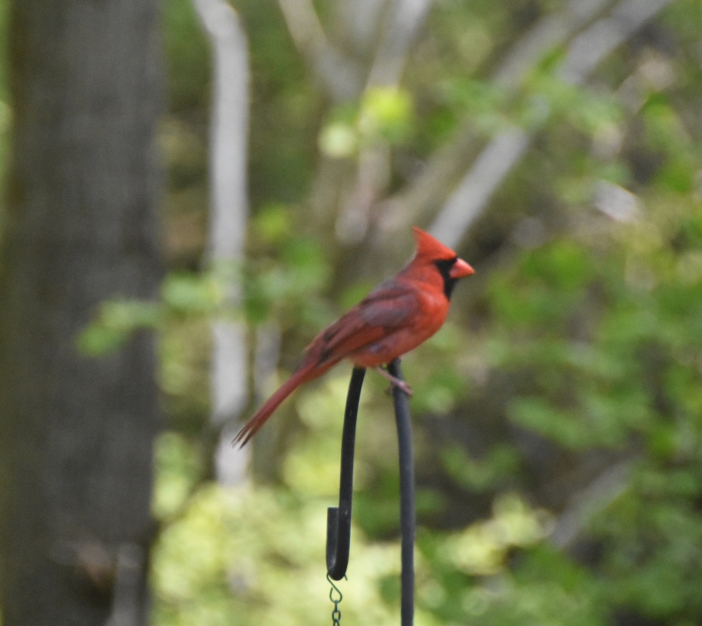 Northern Cardinal from Ridge Ct, Maryland 20657, USA on May 03, 2022 at ...
