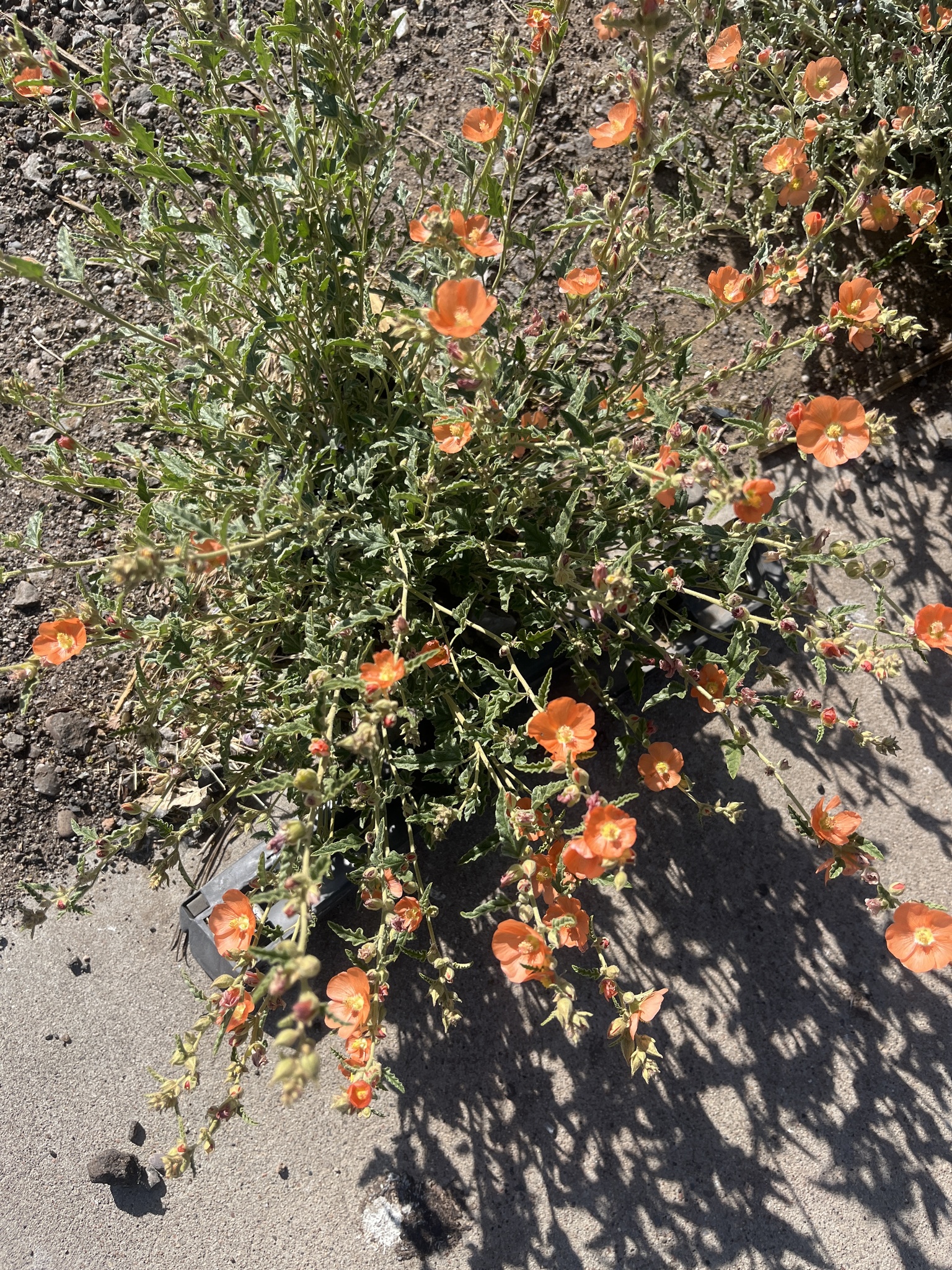 Sphaeralcea hastulata A.Gray