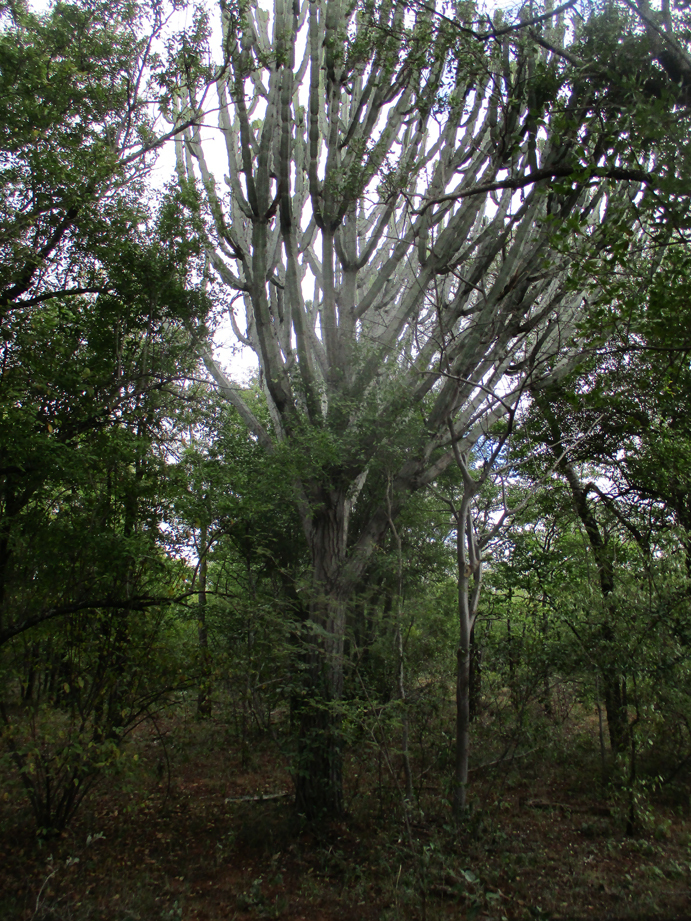 Common Tree Euphorbia from Tshimoyapula Botswana on May 2, 2022 by ...