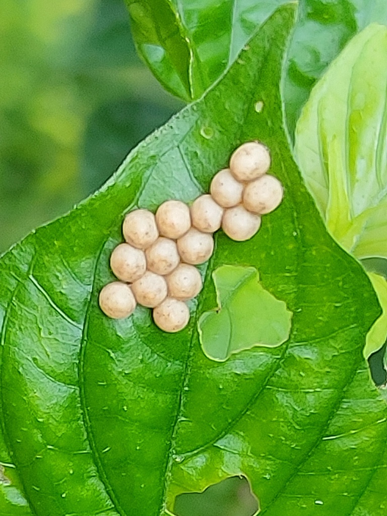 Lychee Stink Bug from 台灣新竹縣 on April 30, 2022 at 09:25 AM by 海馬 ...
