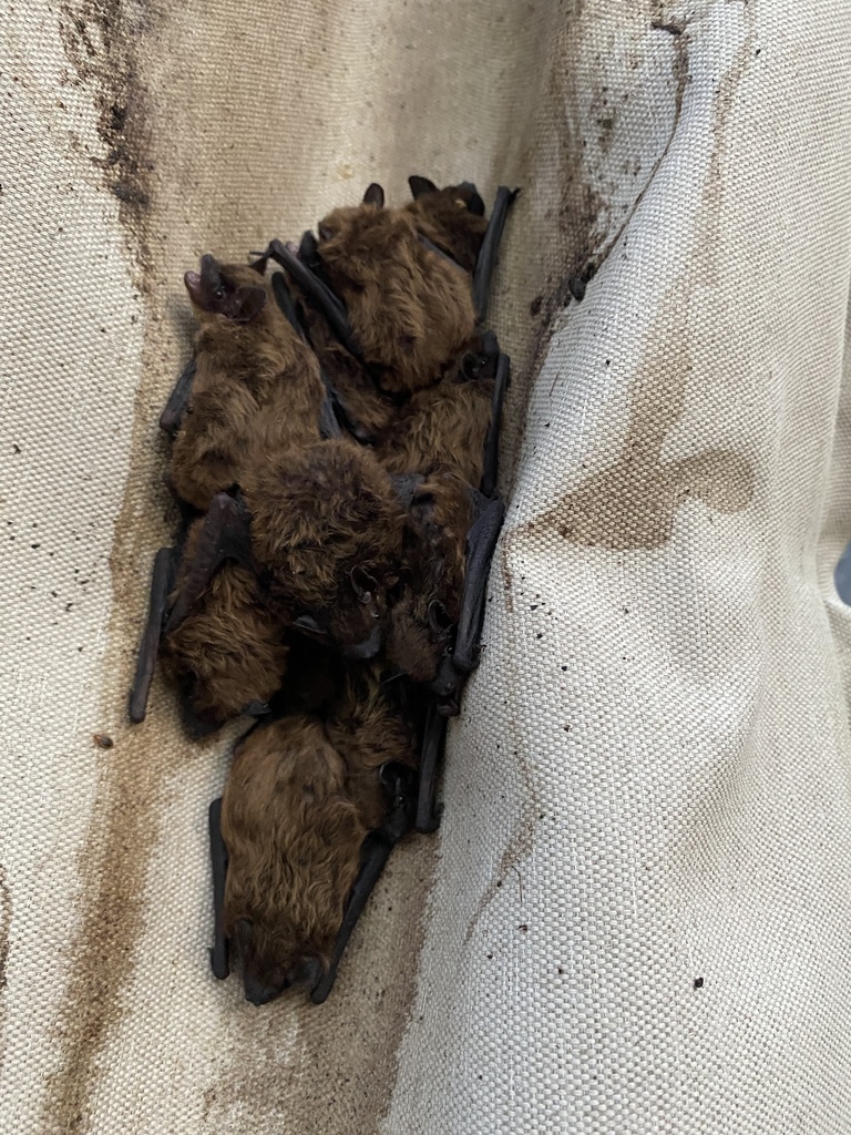 Evening Bat from Leon County, US-FL, US on May 3, 2022 at 07:51 PM by ...