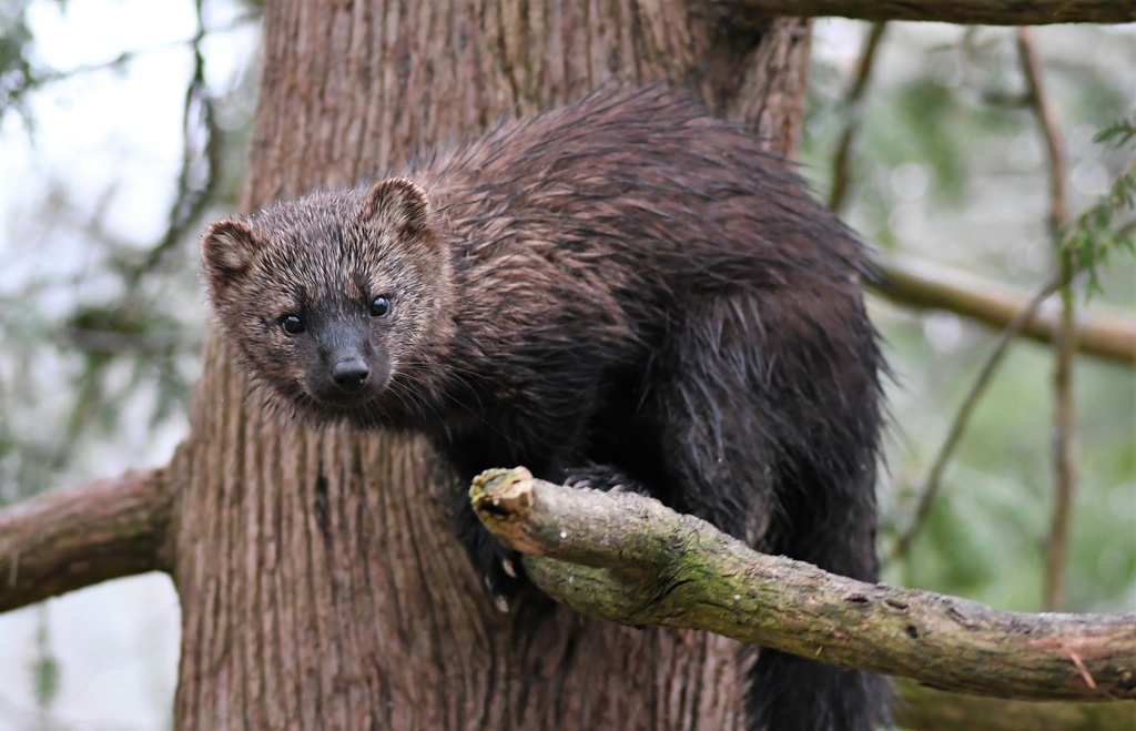 Fisher from Haliburton, 1 km E of, along Drag River, Haliburton, ON ...