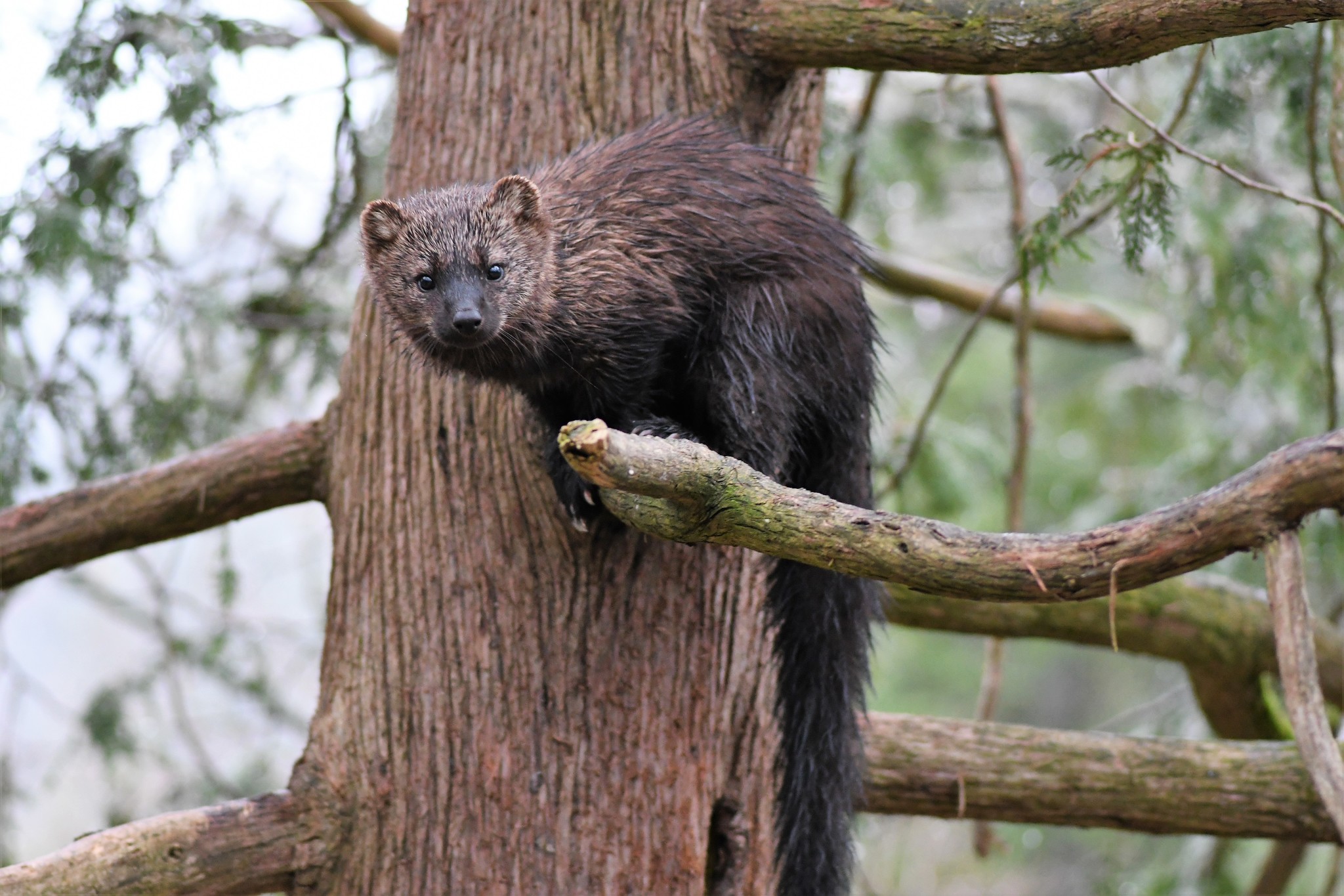 Fisher Weasel In Pa