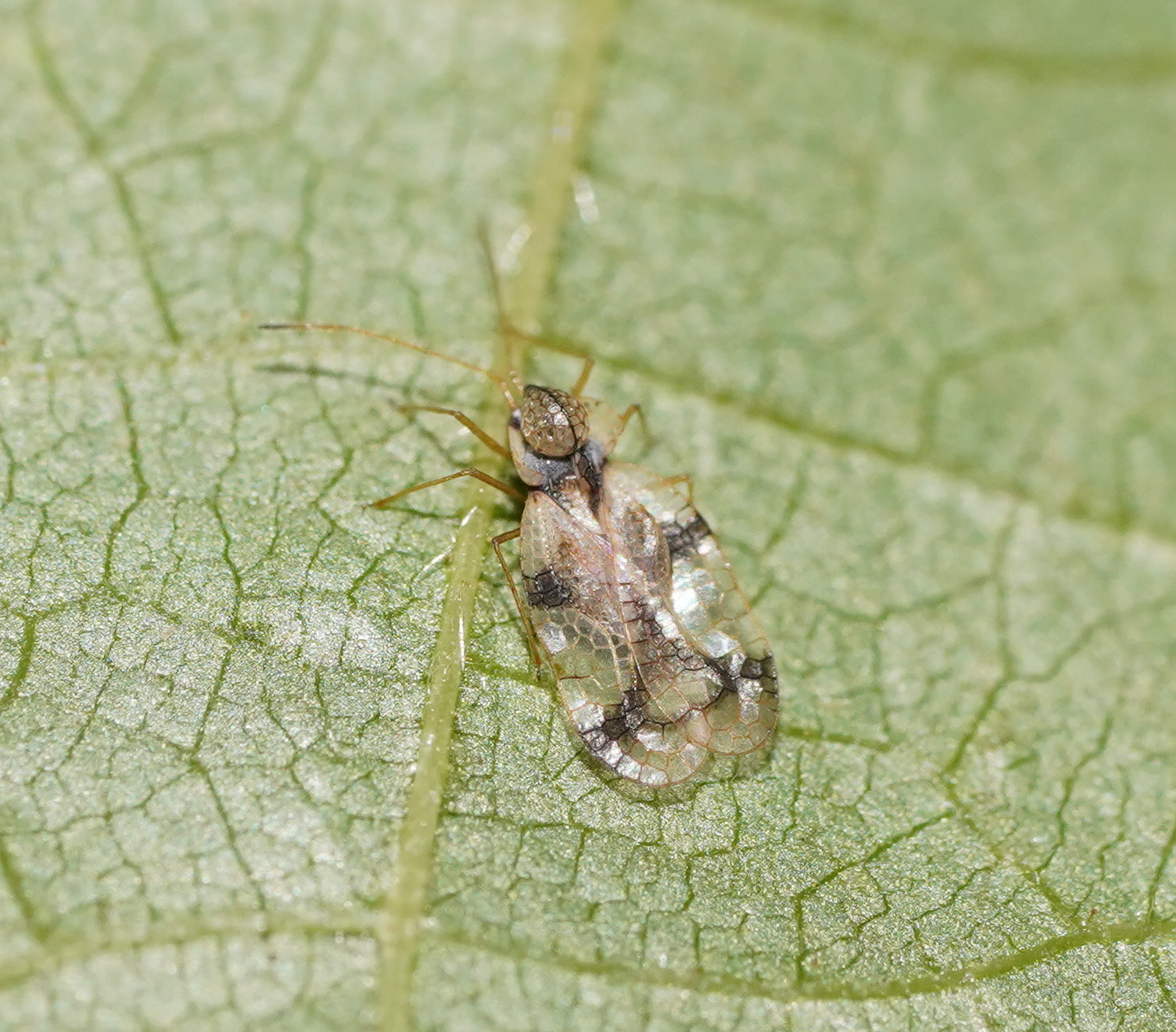 Stephanitis pyrioides (Scott, 1874)