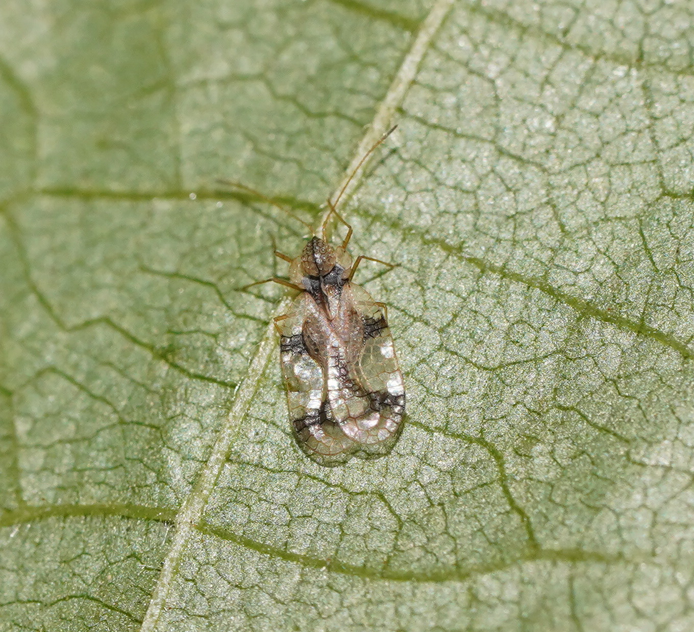 Stephanitis pyrioides (Scott, 1874)