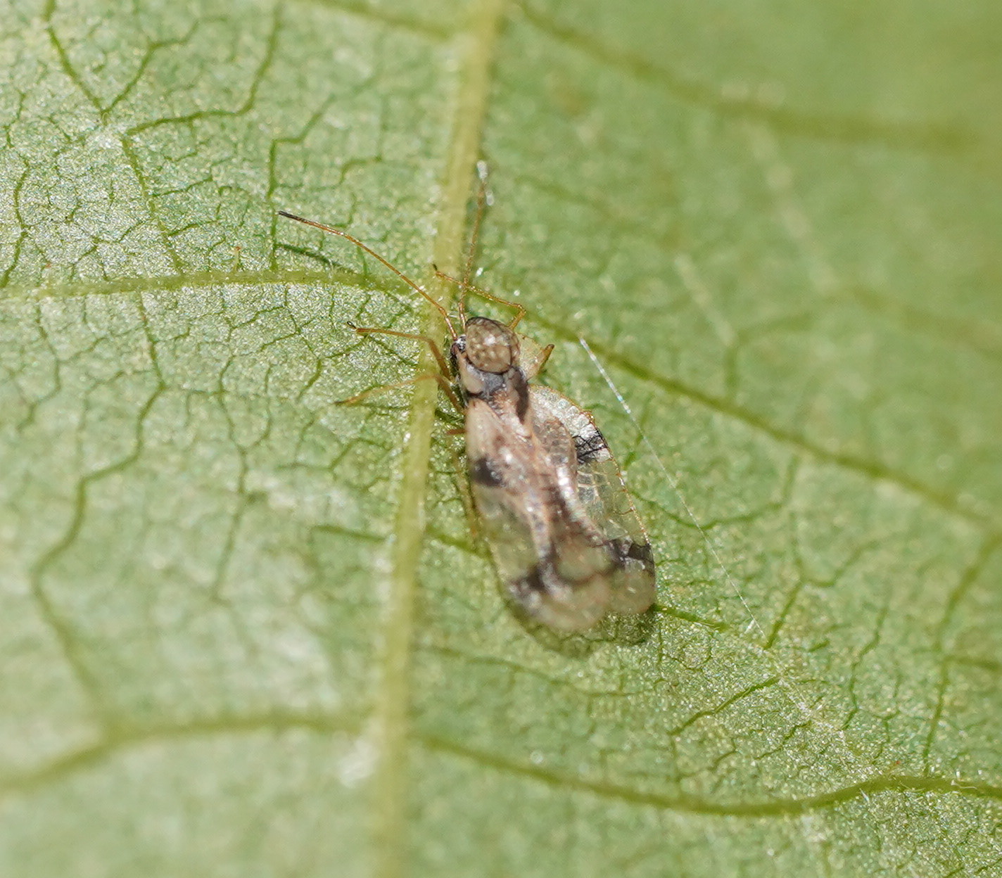 Stephanitis pyrioides (Scott, 1874)