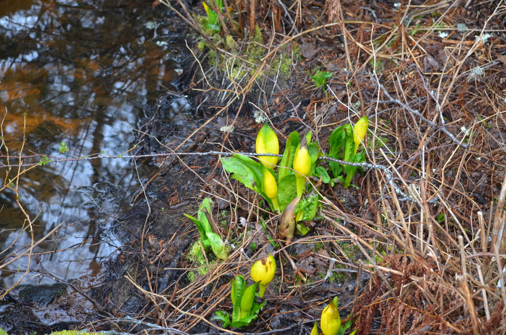 western skunk cabbage from Cowichan Valley, BC, Canada on May 02, 2022 ...