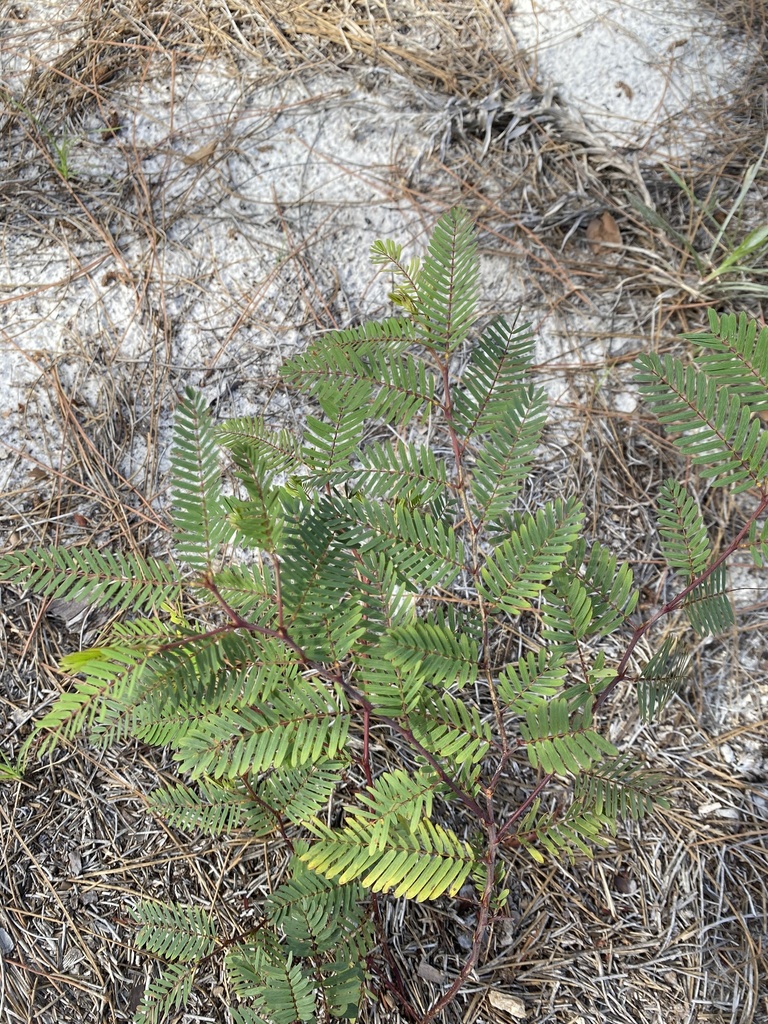 sensitive and partridge peas from S Seacrest Blvd, Boynton Beach, FL ...
