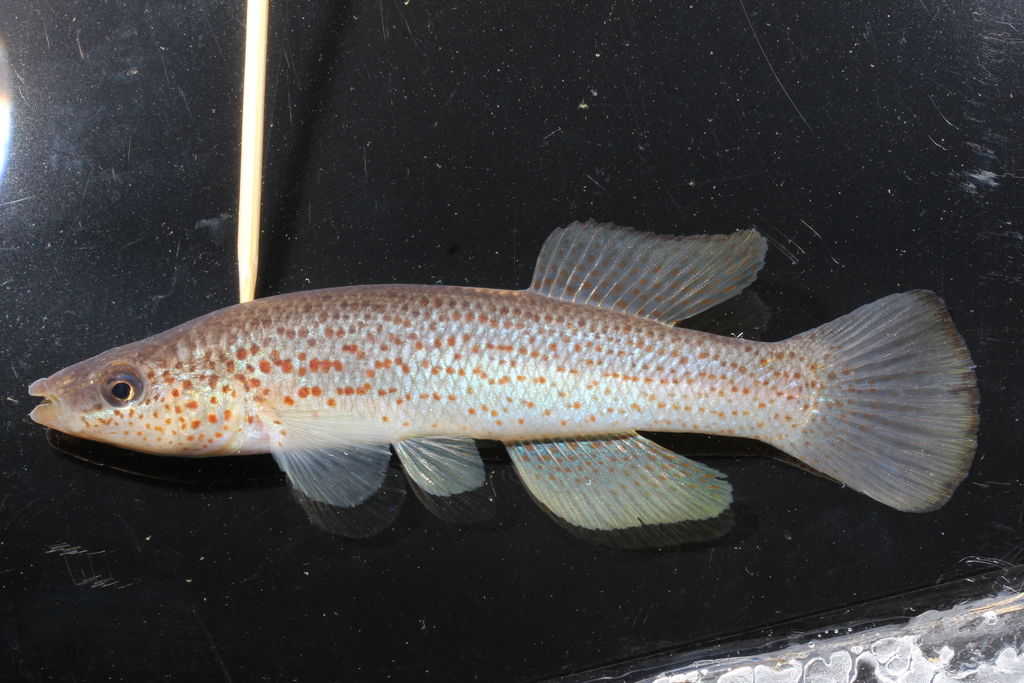 Southern Studfish from Fort Payne, AL, USA on March 19, 2022 at 02:41 ...