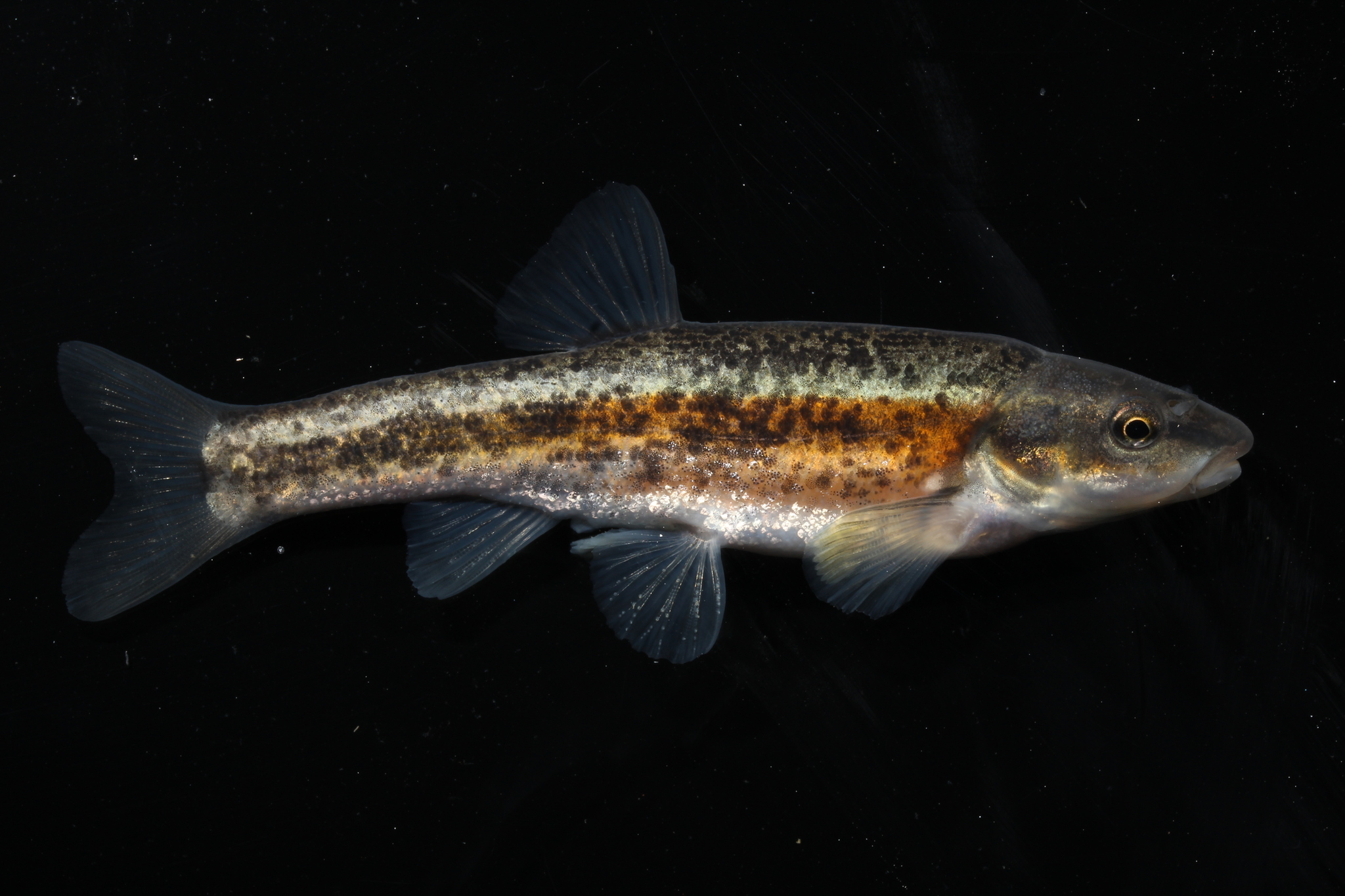 Western Blacknose Dace Scientific Name