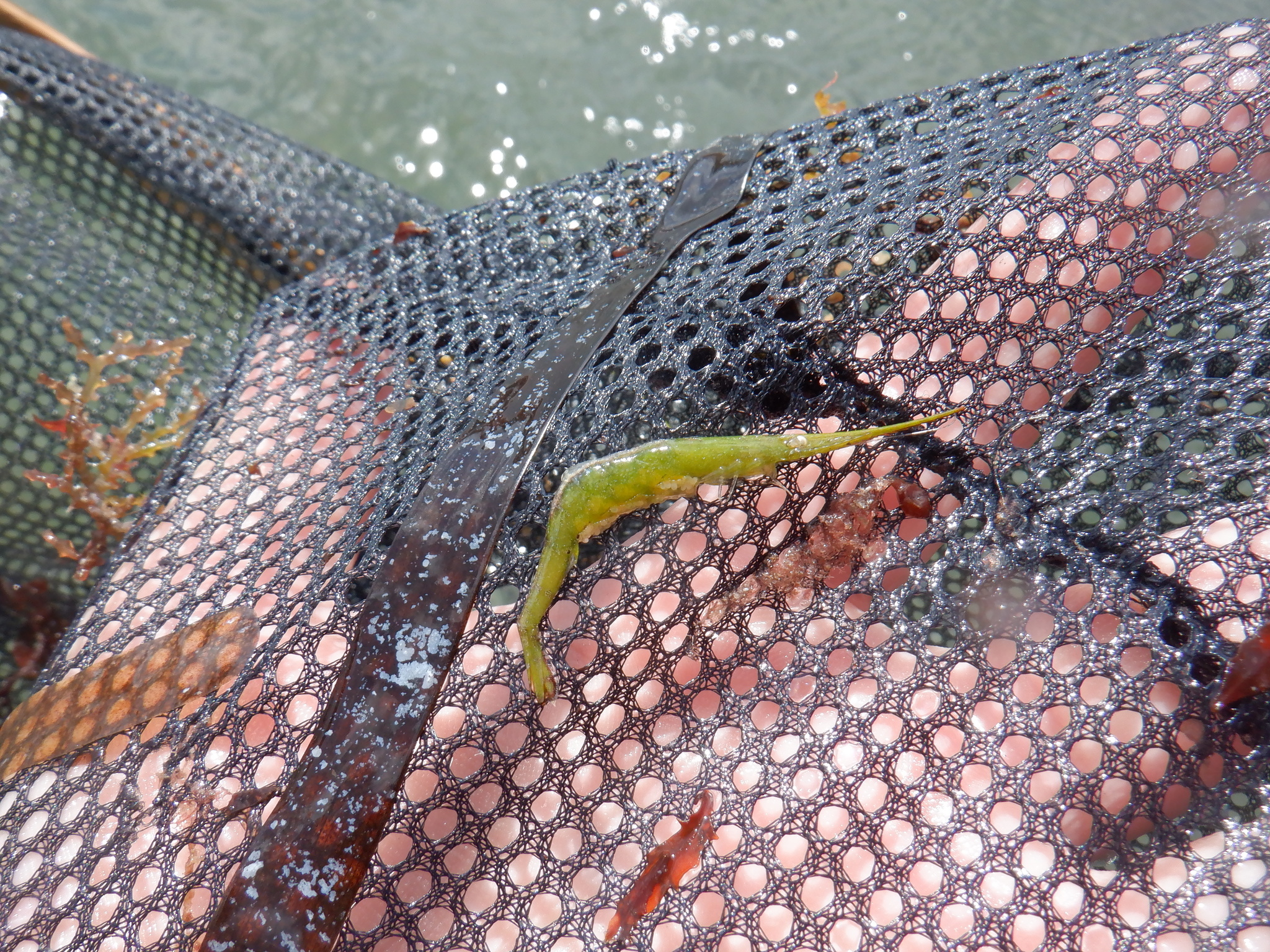 Tozeuma carolinense Kingsley, 1878