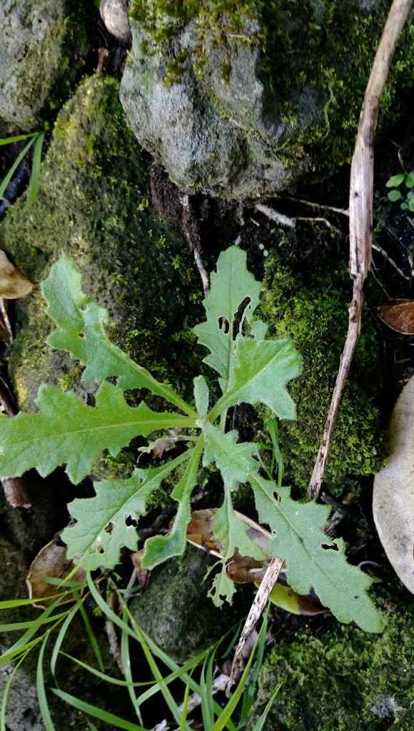 Cutleaf burnweed (Beginners Guide to Canterbury Flora) · BioDiversity4All